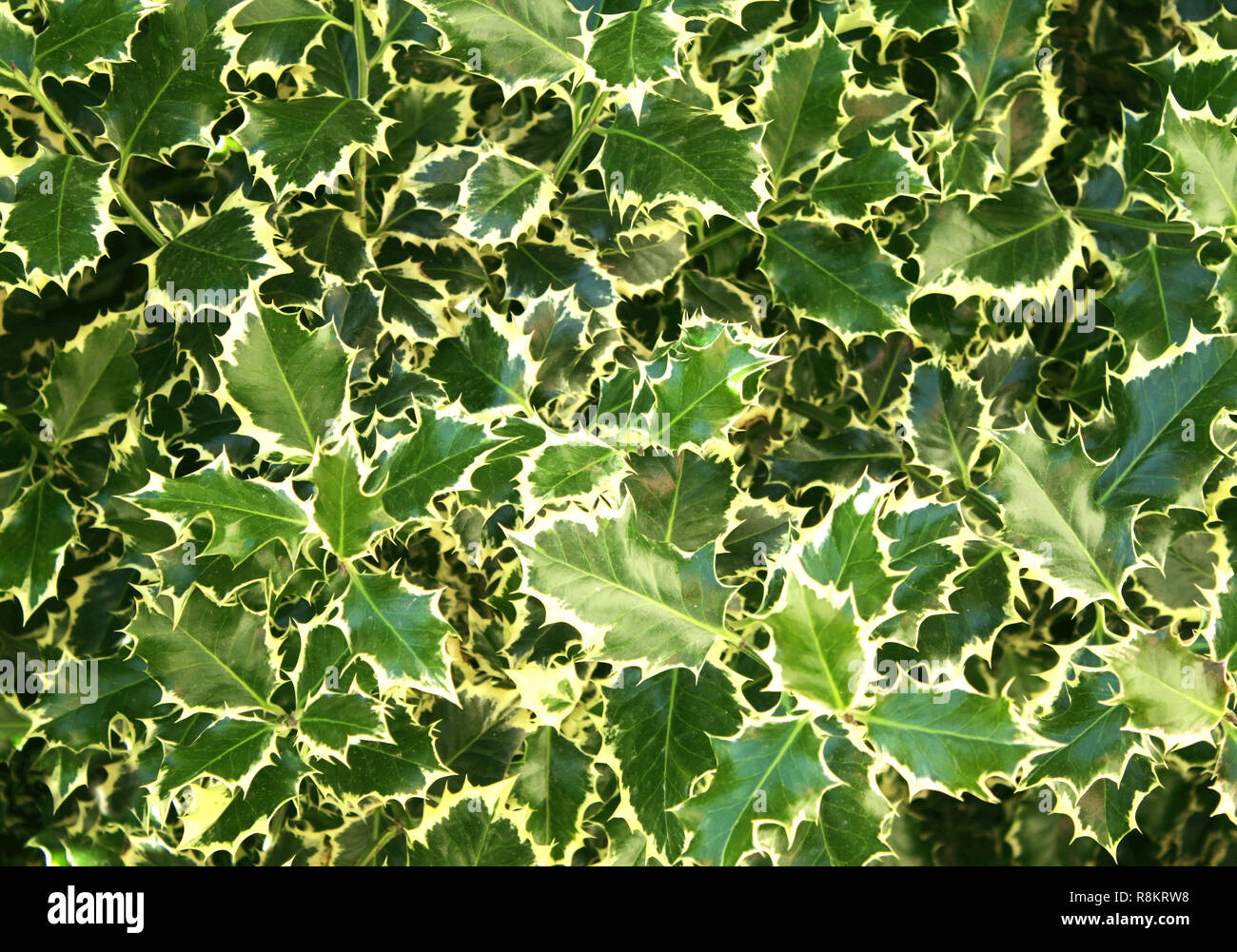 Texture - fresh green leaves of holly Stock Photo - Alamy