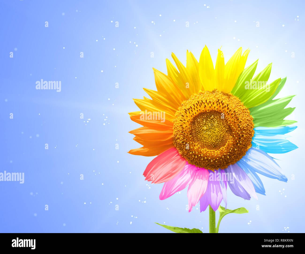Petals of a sunflower painted in different colors Stock Photo - Alamy