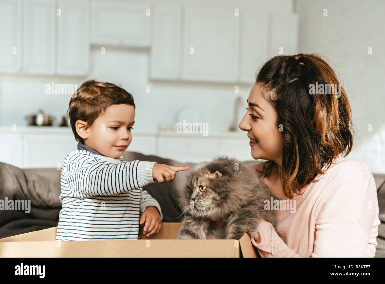 little boy pointing by finger at british longhair cat in mother hands ...