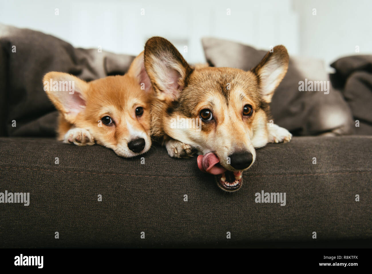 adorable welsh corgi dogs laying on sofa at home Stock Photo - Alamy
