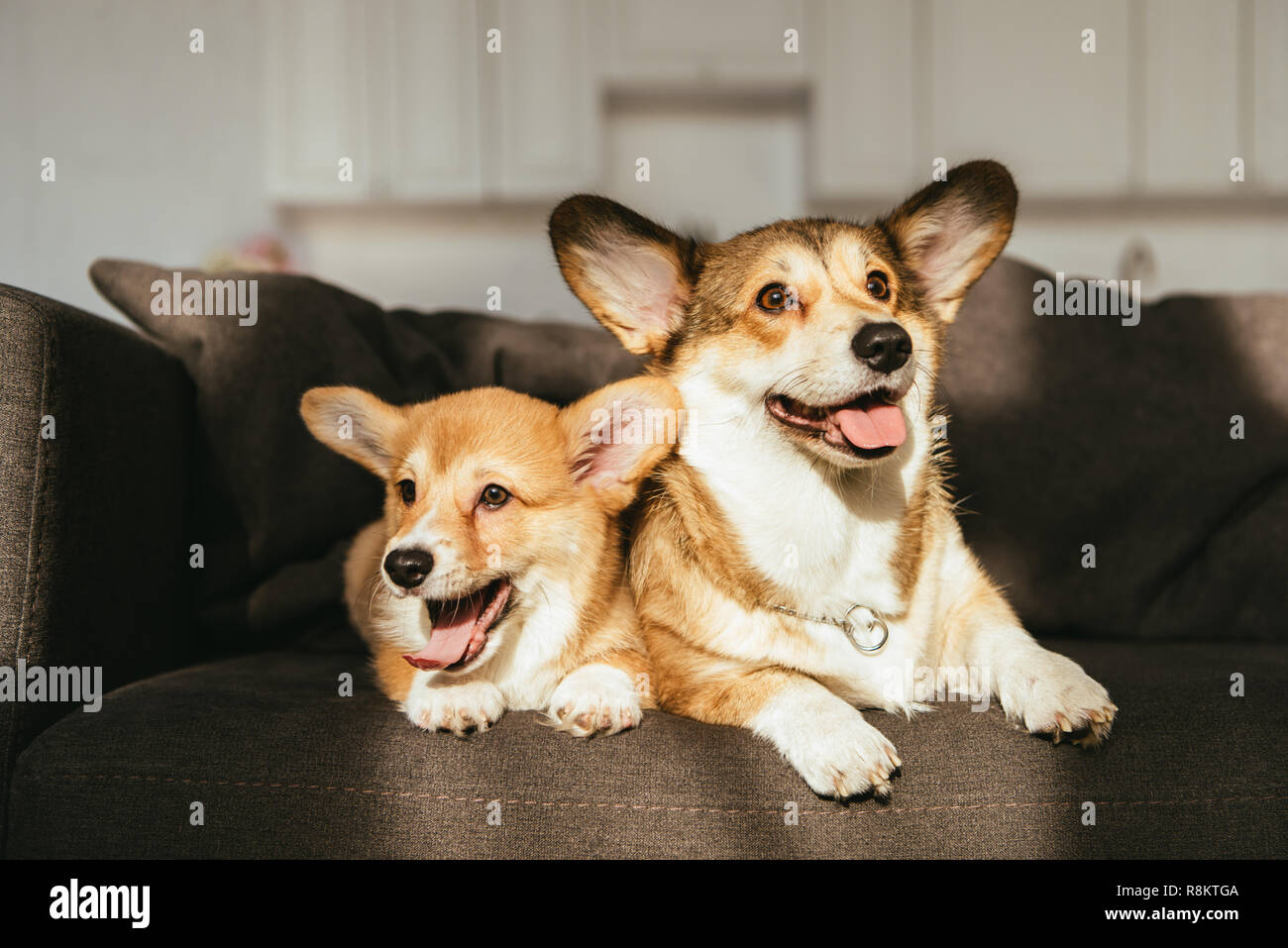 Welsh Corgi Sitting High Resolution Stock Photography and Images - Alamy