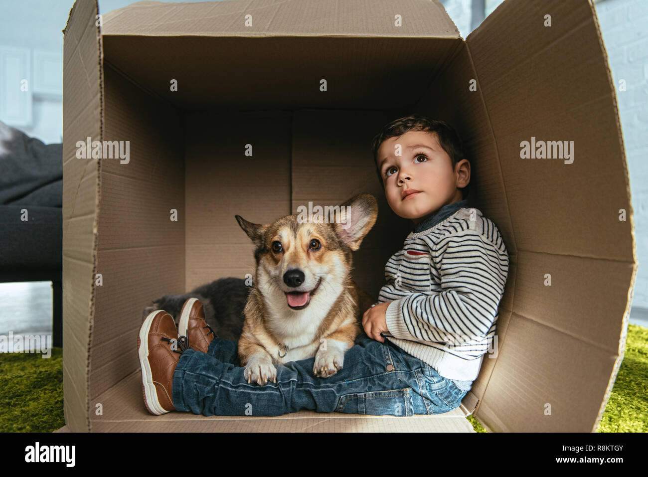 selective focus of welsh corgi pembroke sitting with little boy in ...
