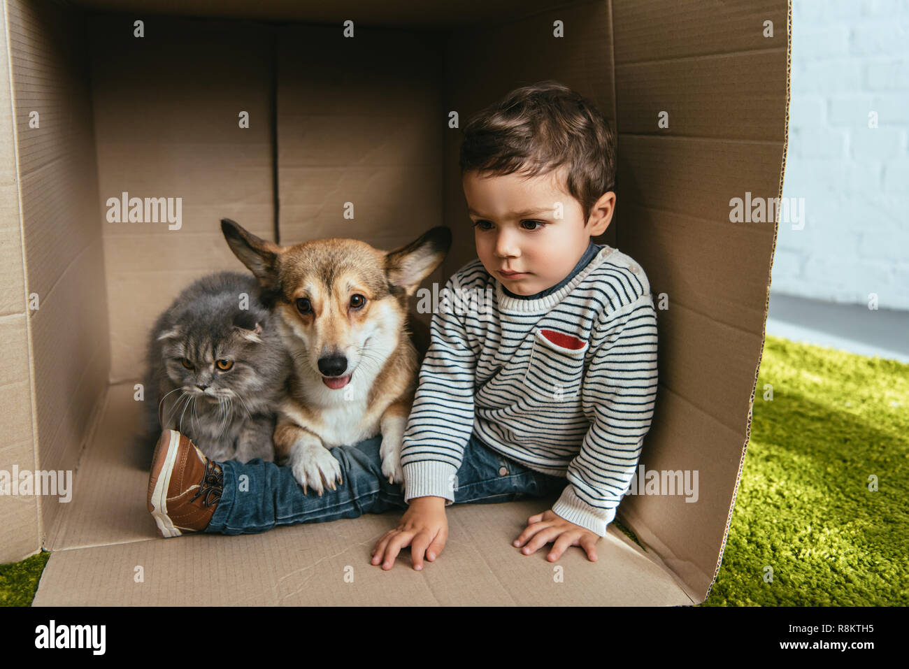 Childhood corgi hi-res stock photography and images - Alamy