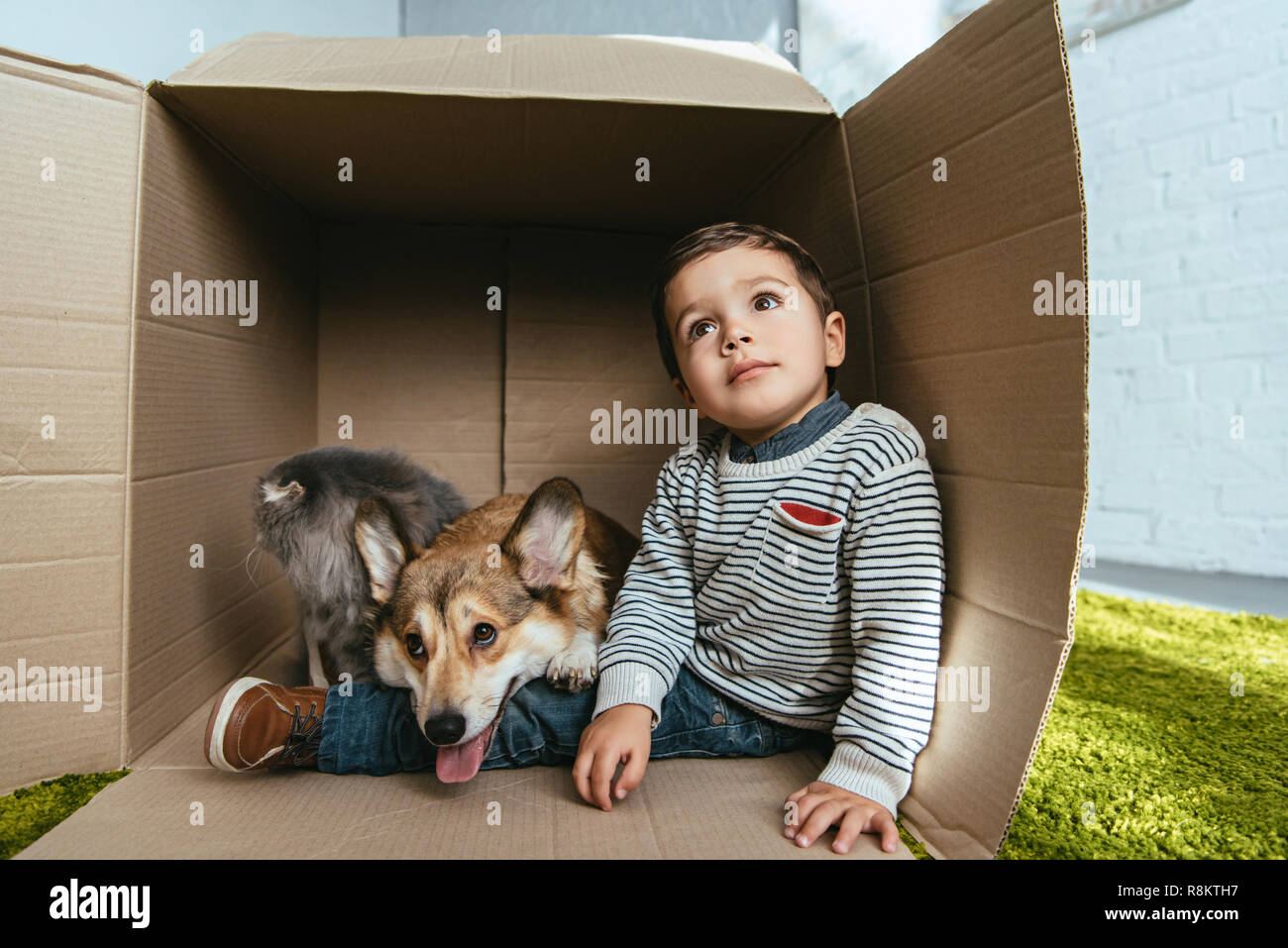 boy with adorable welsh corgi pembroke and british longhair cat sitting ...