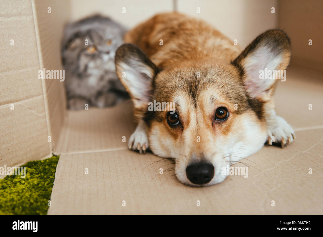 close up view of cute welsh corgi pembroke laying in cardboard box near ...