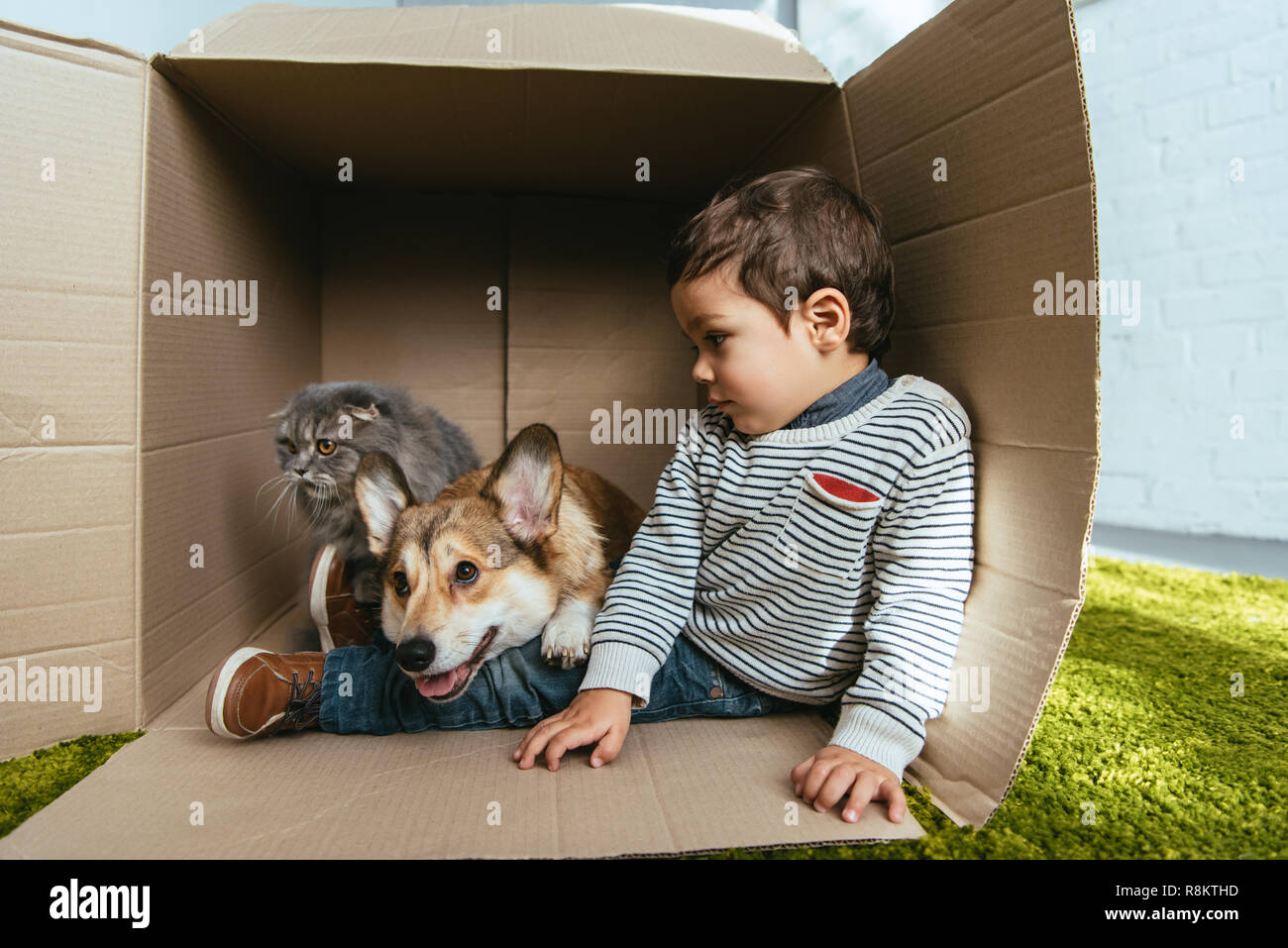 child with adorable corgi and british longhair cat sitting in cardboard ...