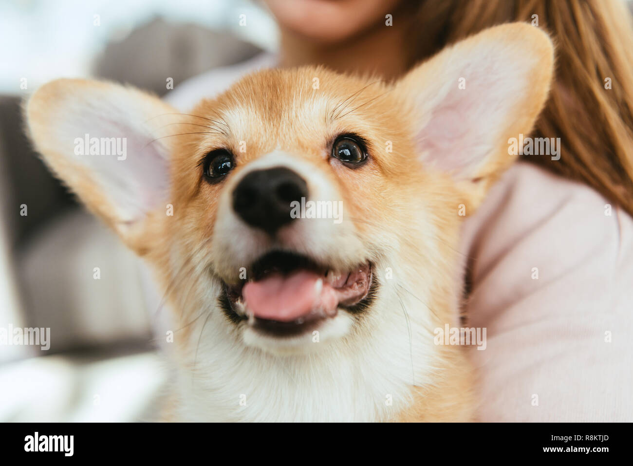 Close up pembroke welsh corgi puppy hi-res stock photography and images ...