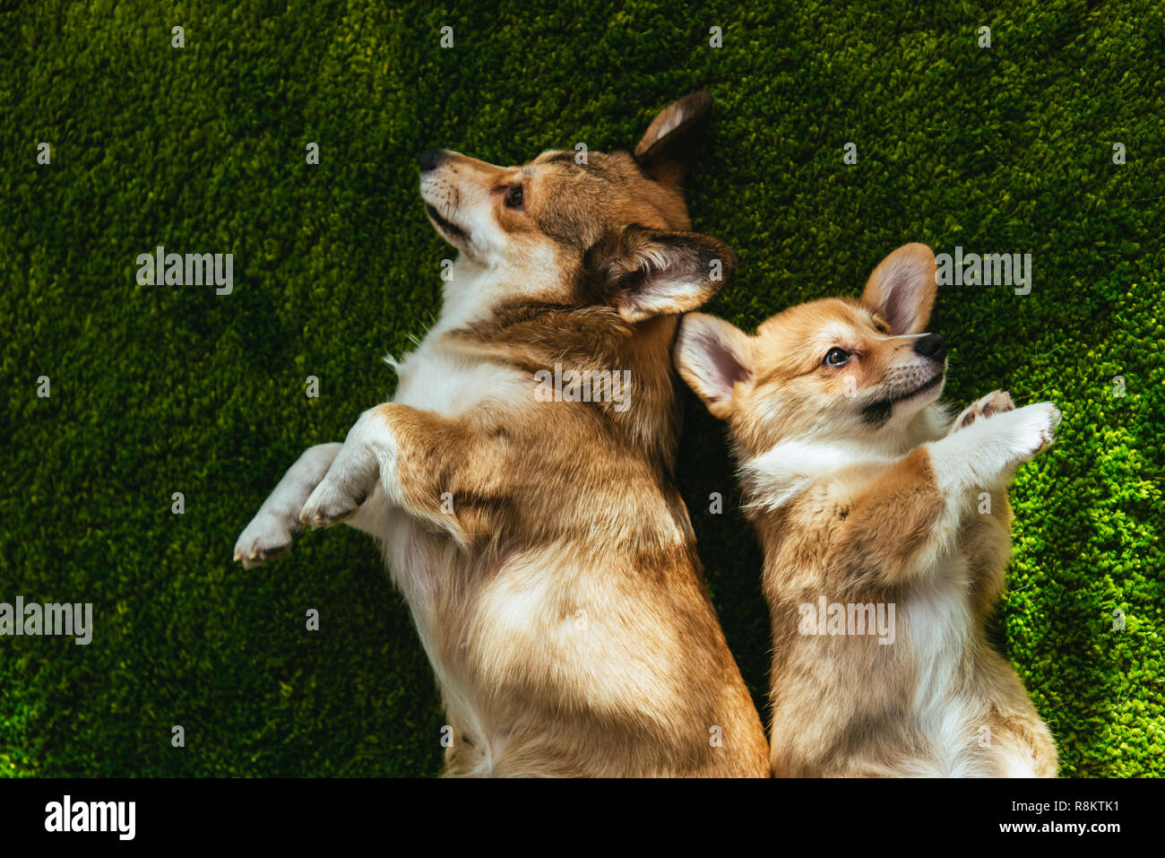 elevated view of two adorable welsh corgi dogs laying on green lawn ...