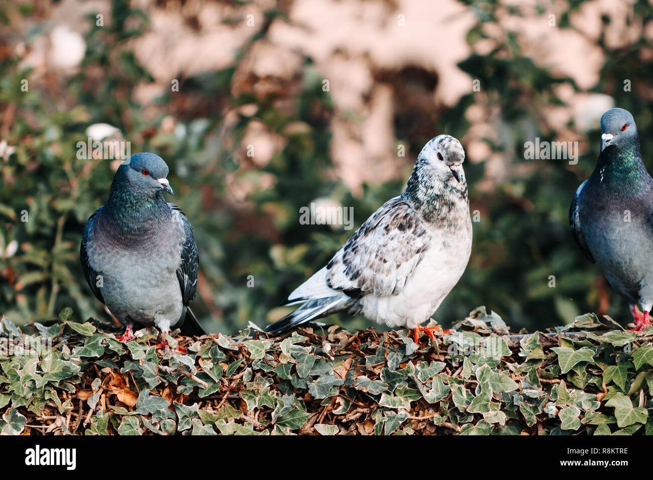 Four doves sitting hi-res stock photography and images - Alamy