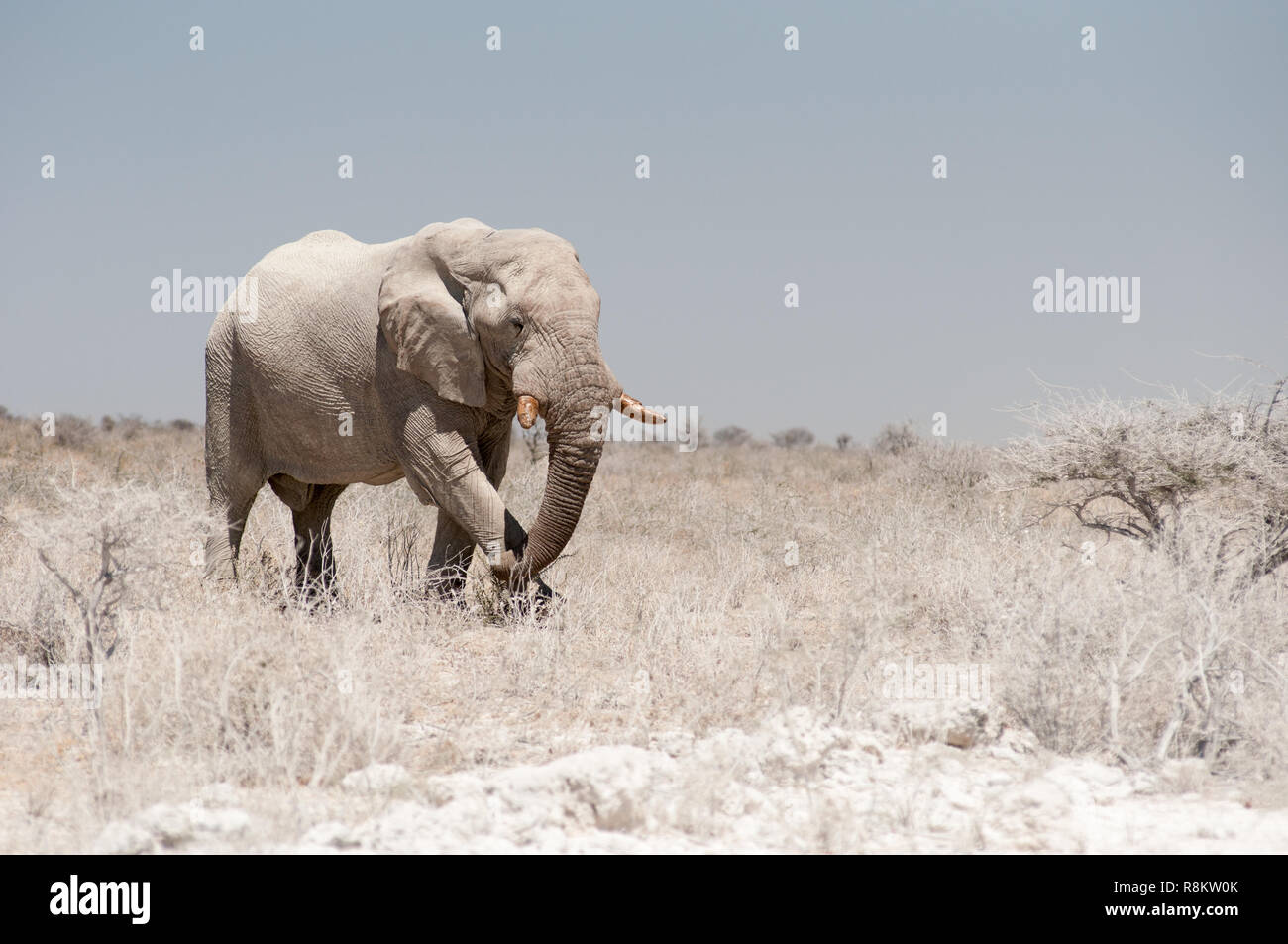 Big elephant hi-res stock photography and images - Alamy