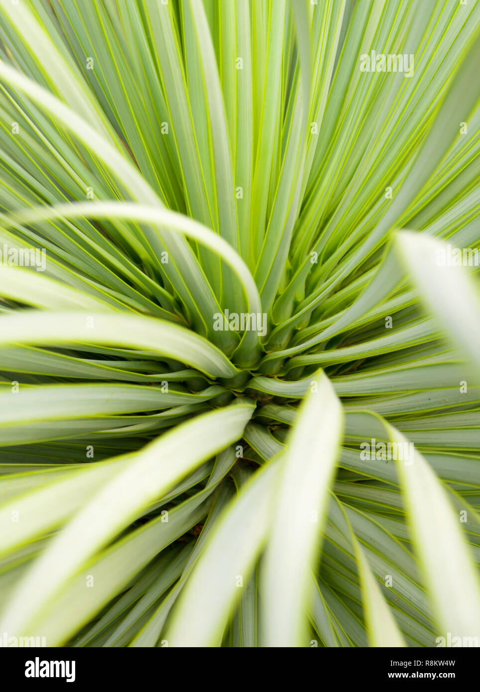 Soft and narrow leaf of Agave succulent plant, Agave Yucca Linearis ...