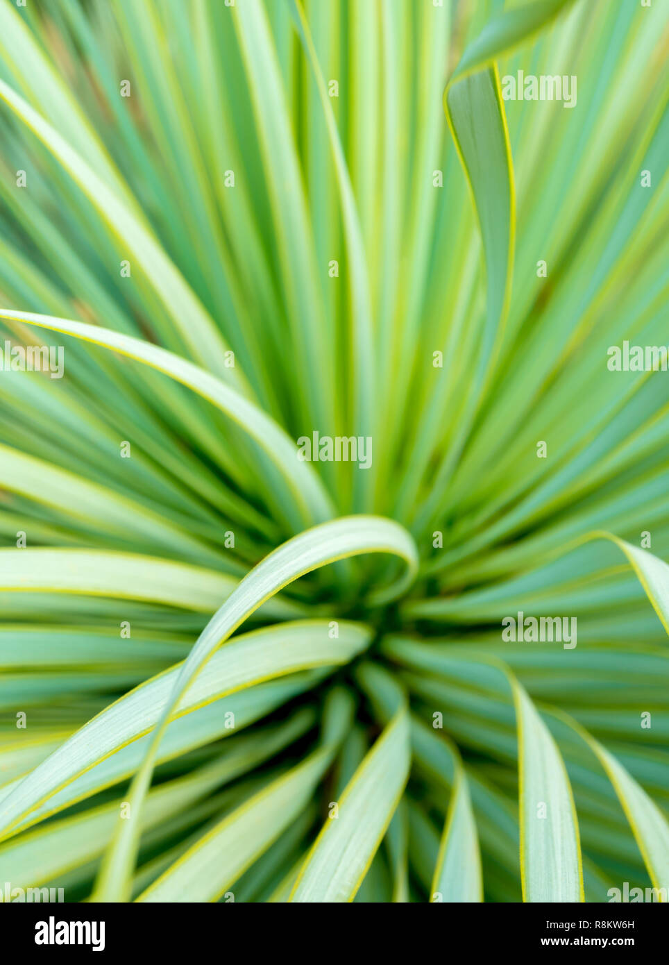 Soft and narrow leaf of Agave succulent plant, Agave Yucca Linearis ...
