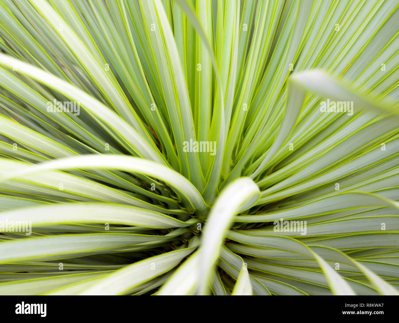 Soft and narrow leaf of Agave succulent plant, Agave Yucca Linearis ...