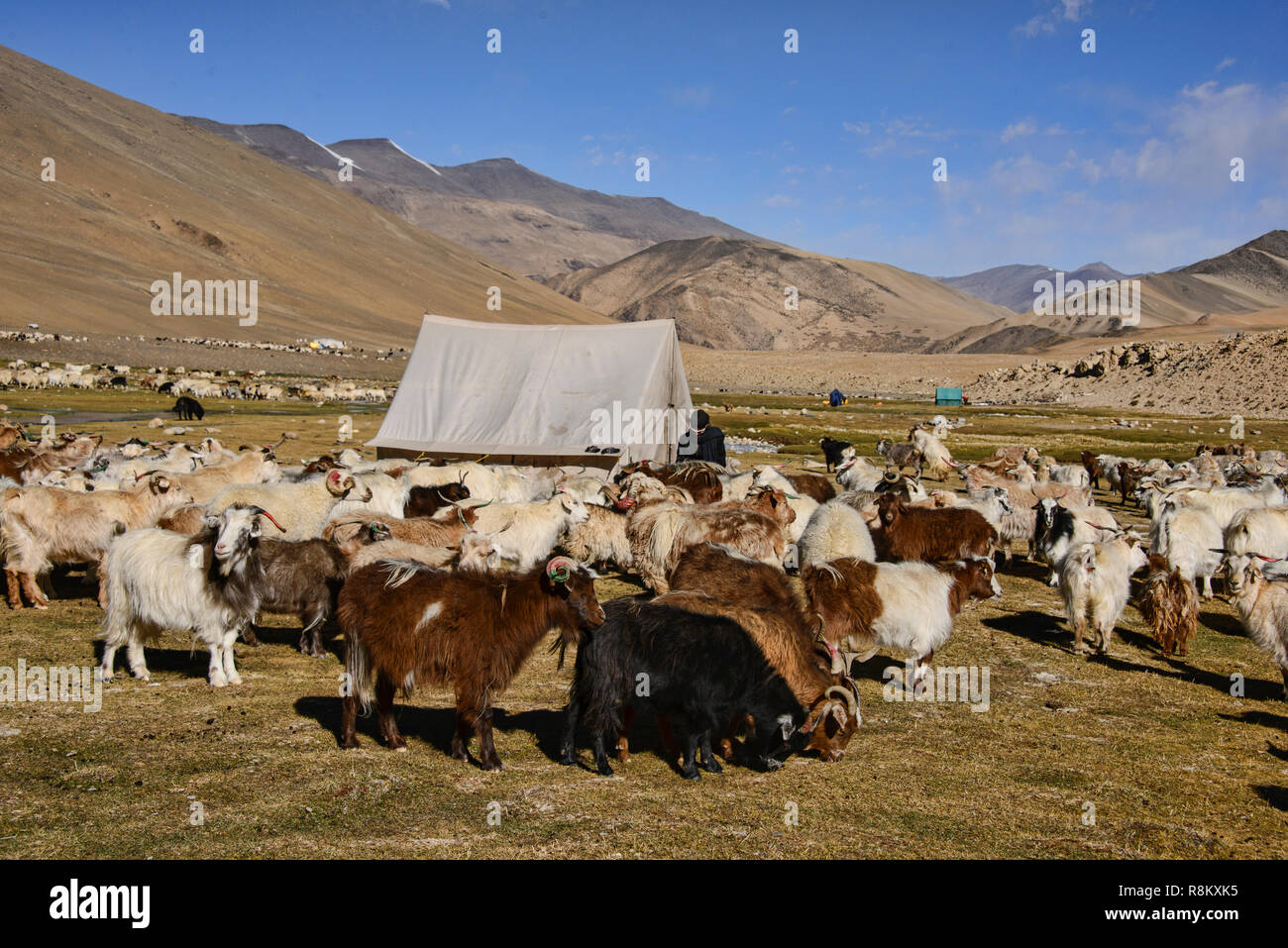 Ladakhi goat hi-res stock photography and images - Alamy