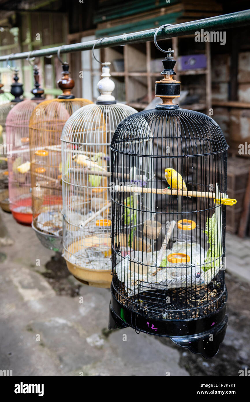 Indonesia, Java , Yogyakarta area, Yogyakarta,cages at bird market ...