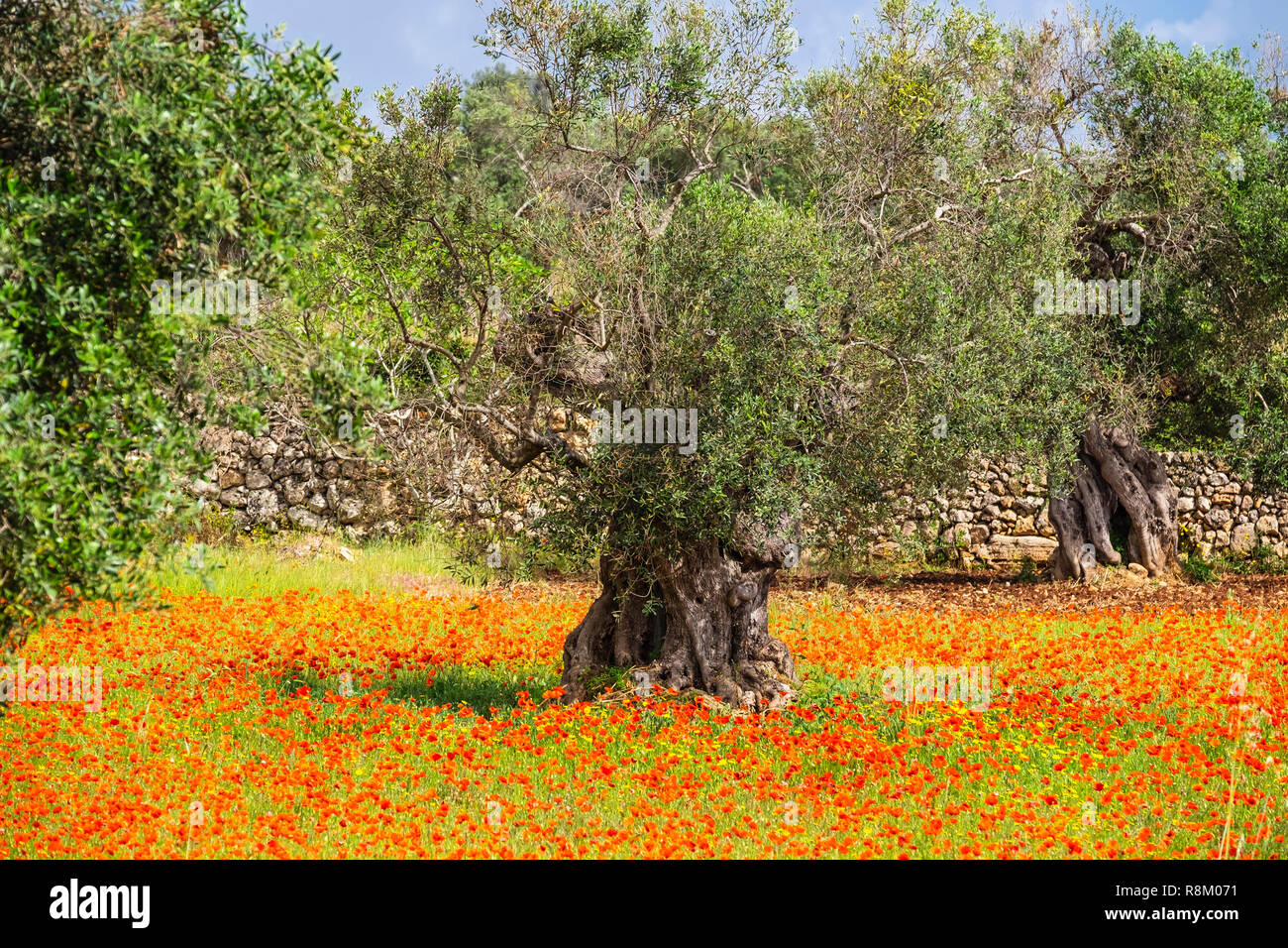 Italy, Apulia, Salento region, olive trees cultivation, the green gold ...