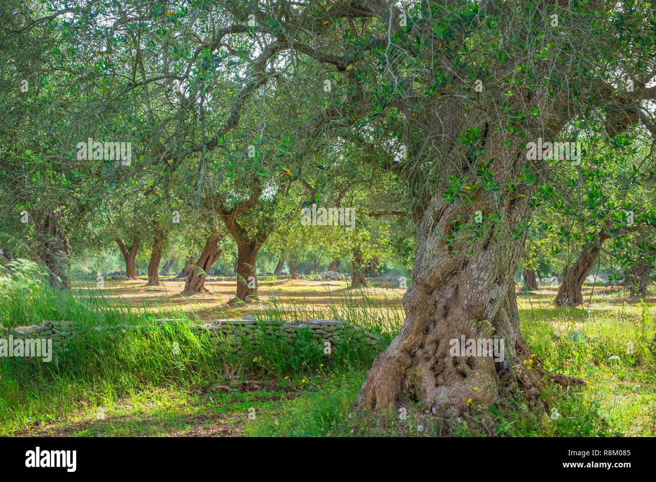 Italy, Apulia, Salento region, olive trees cultivation, the green gold ...