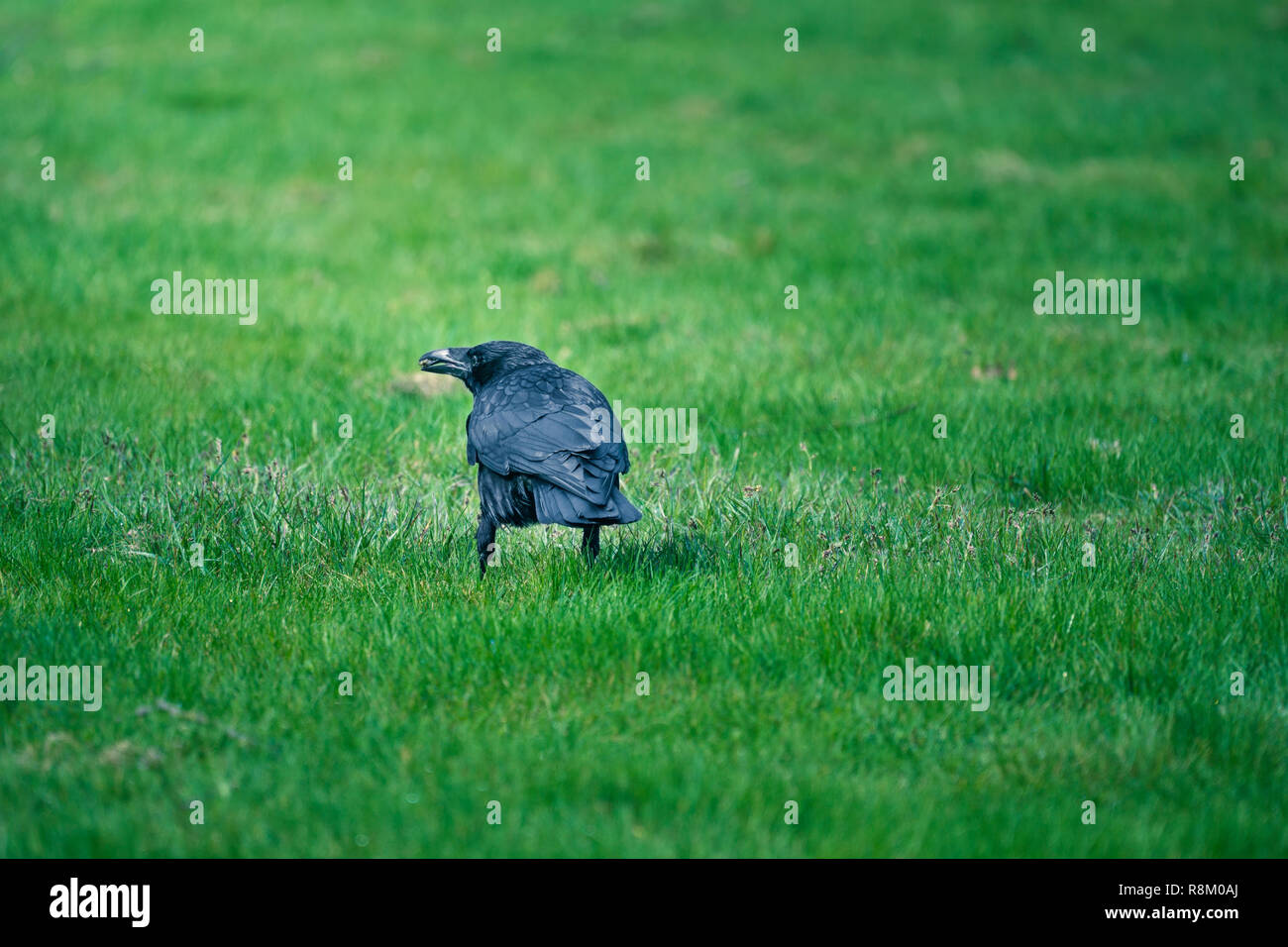 Big raven hi-res stock photography and images - Alamy