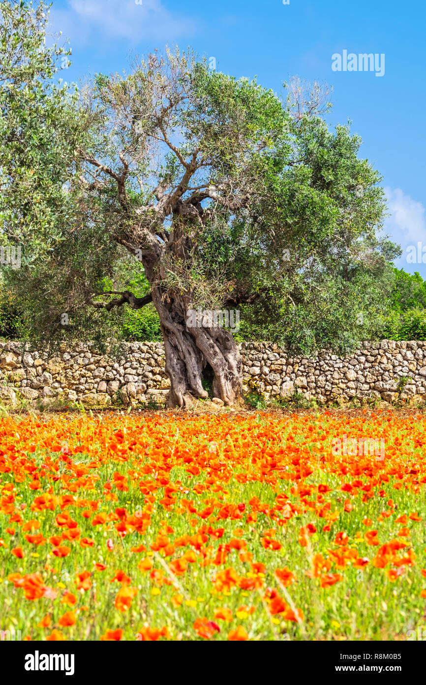 Italy, Apulia, Salento region, olive trees cultivation, the green gold ...