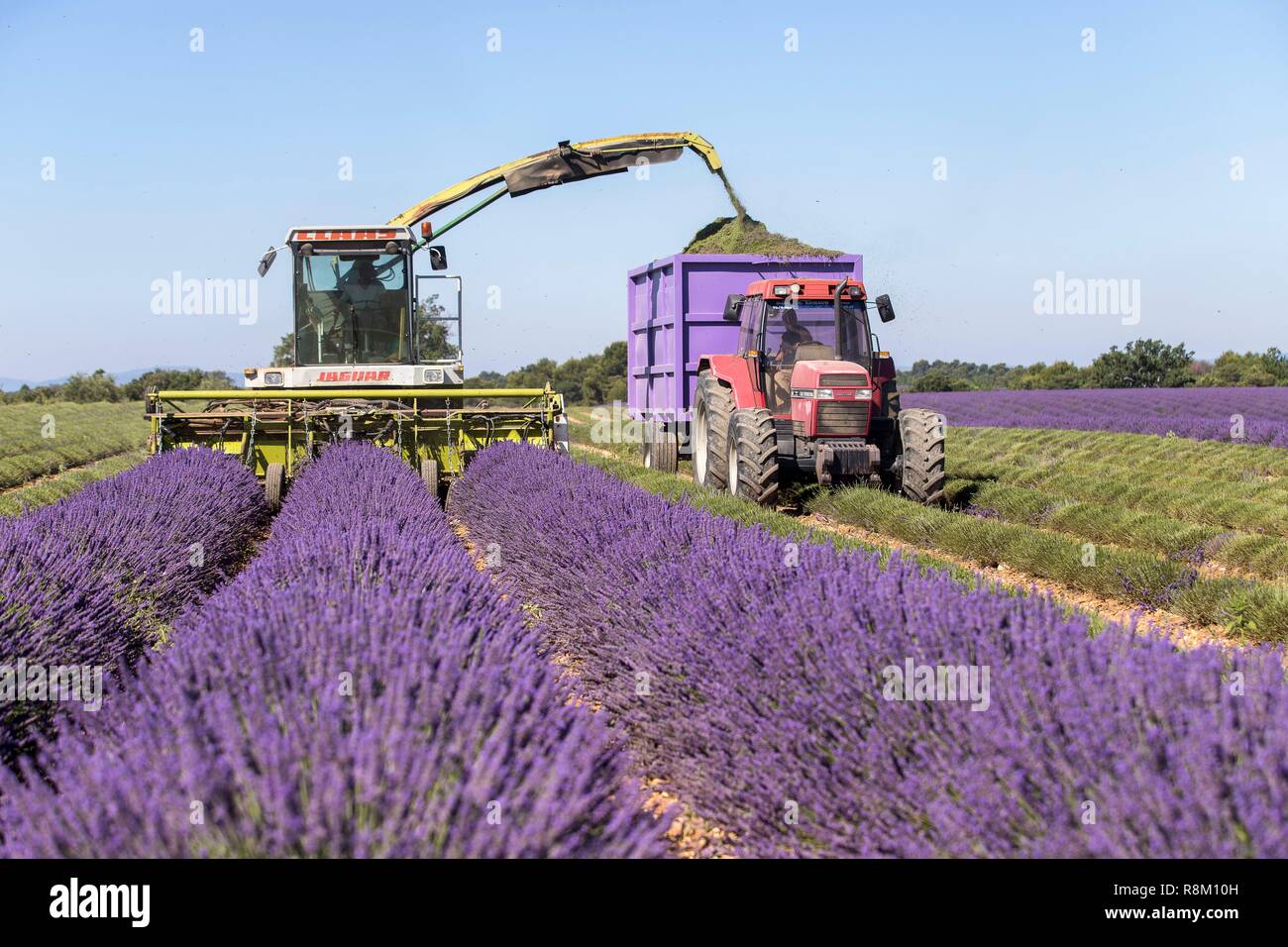 Purple lavender field tractor people hi-res stock photography and ...