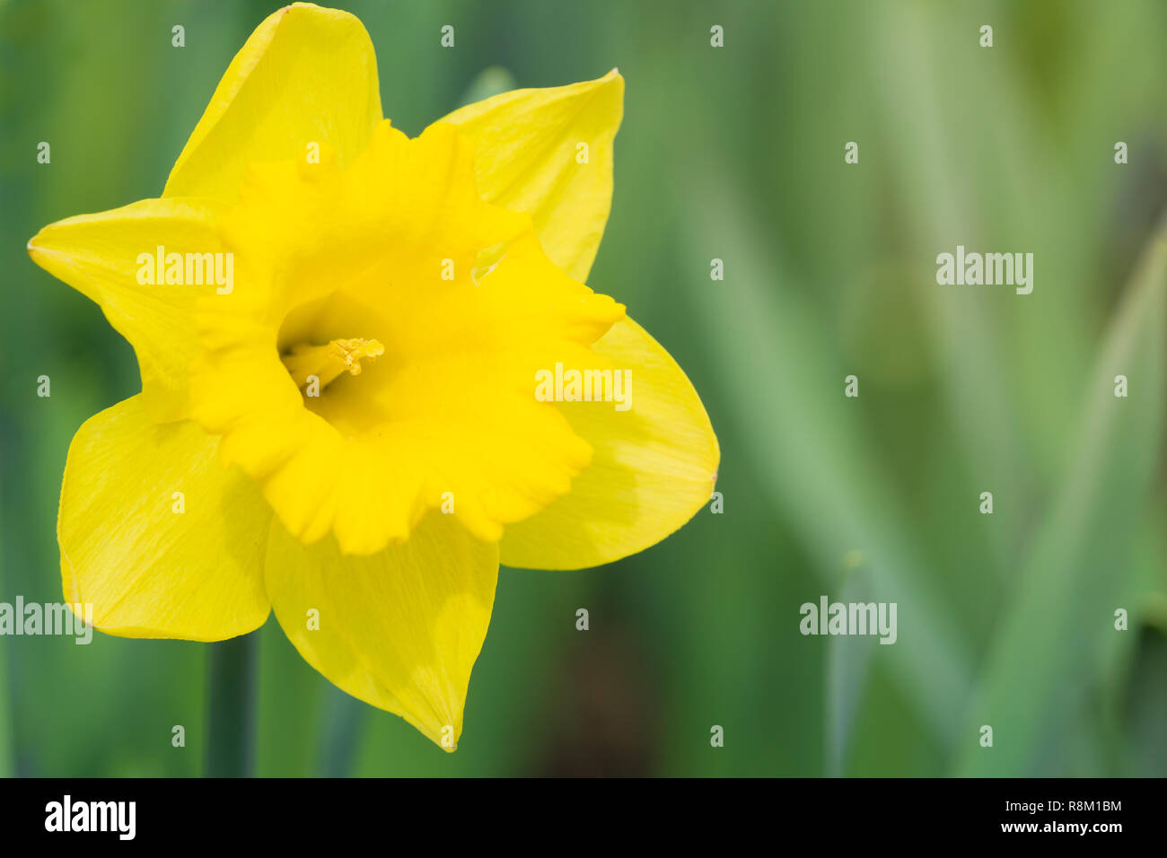 Green daffodil flower hi-res stock photography and images - Alamy