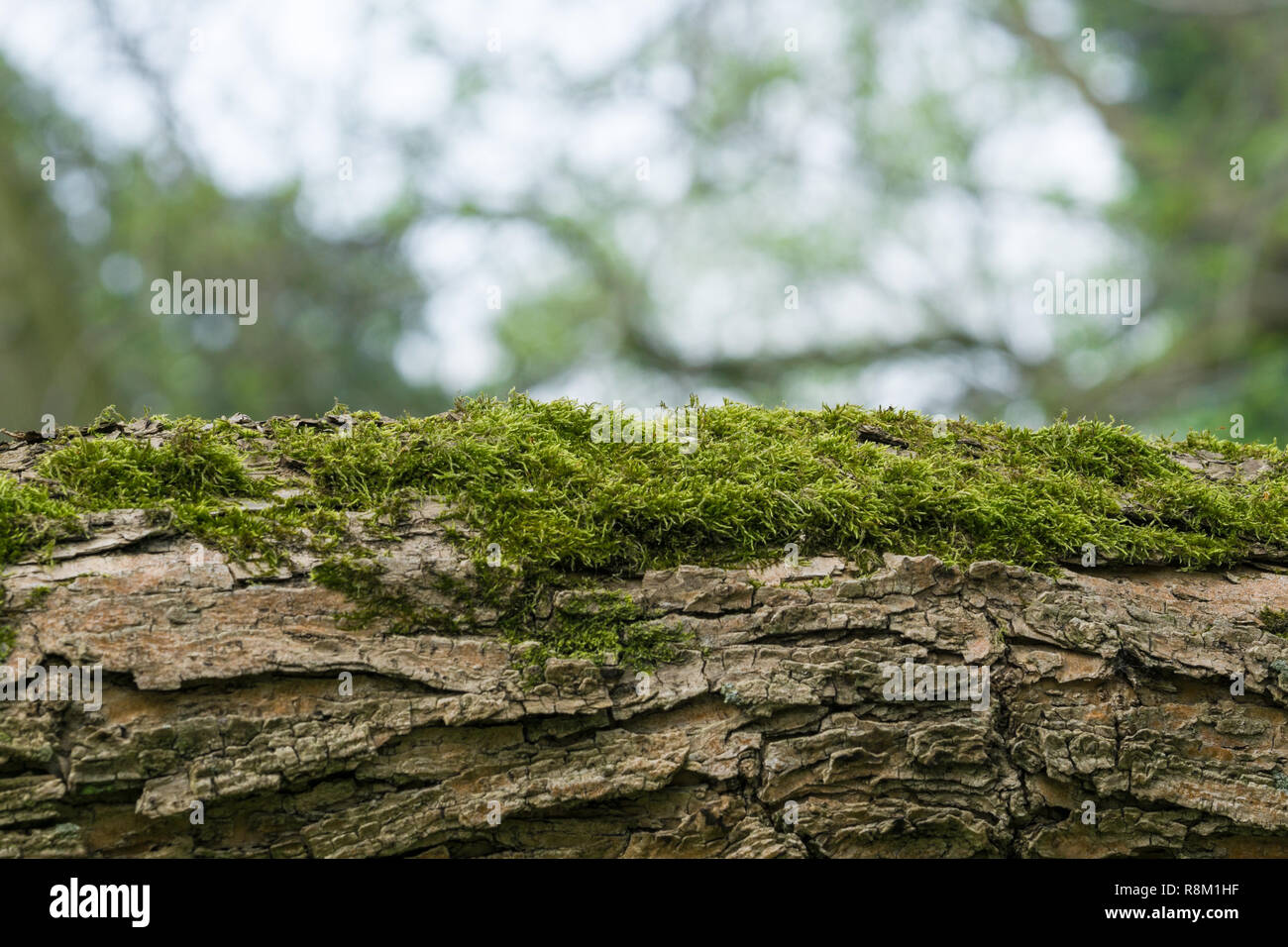 Beautiful green mossy trunk hi-res stock photography and images - Alamy