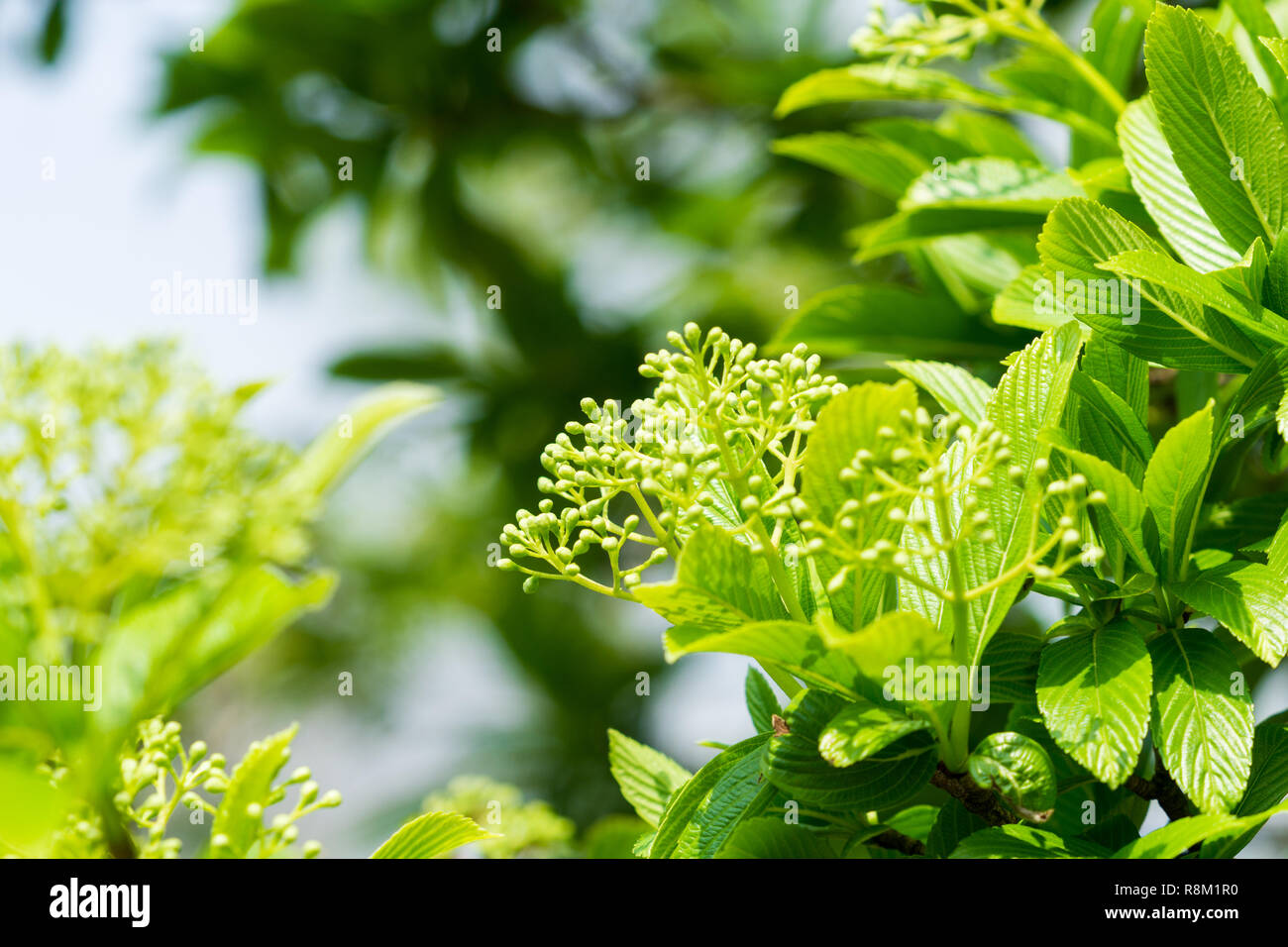 Close-up of a flowering Viburnum lentago Tree (Viburnum lentago Stock ...