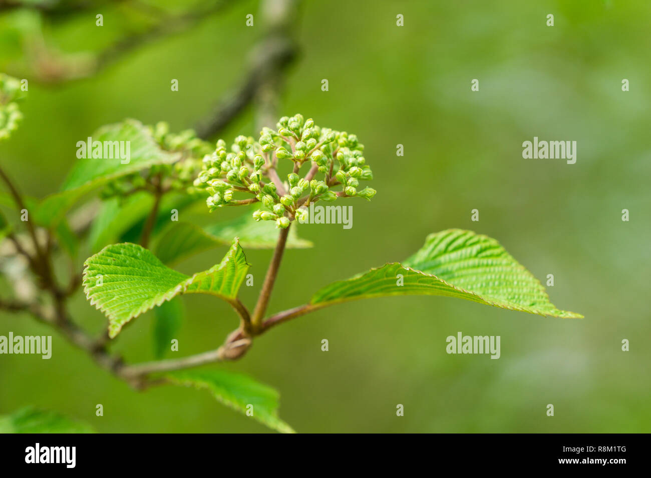 Close-up of a flowering Viburnum lentago Tree (Viburnum lentago Stock ...