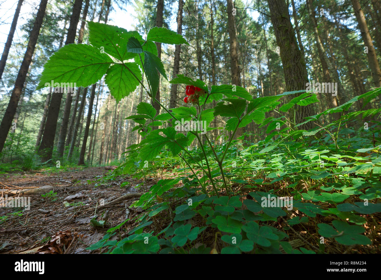 wild forest berry Stock Photo - Alamy