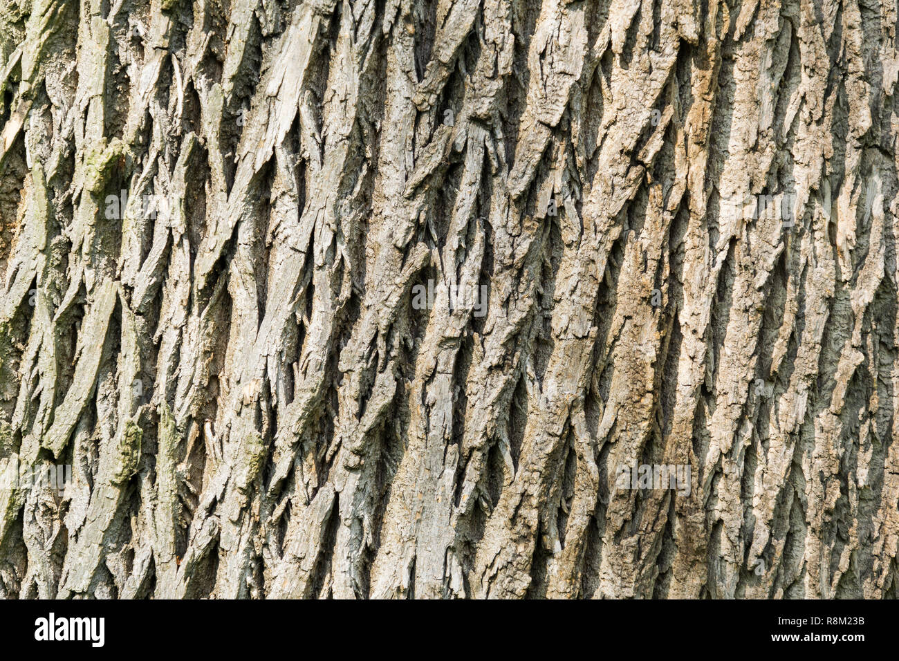 Close-up of a Swamp Ash Tree Bark Background Texture Stock Photo - Alamy
