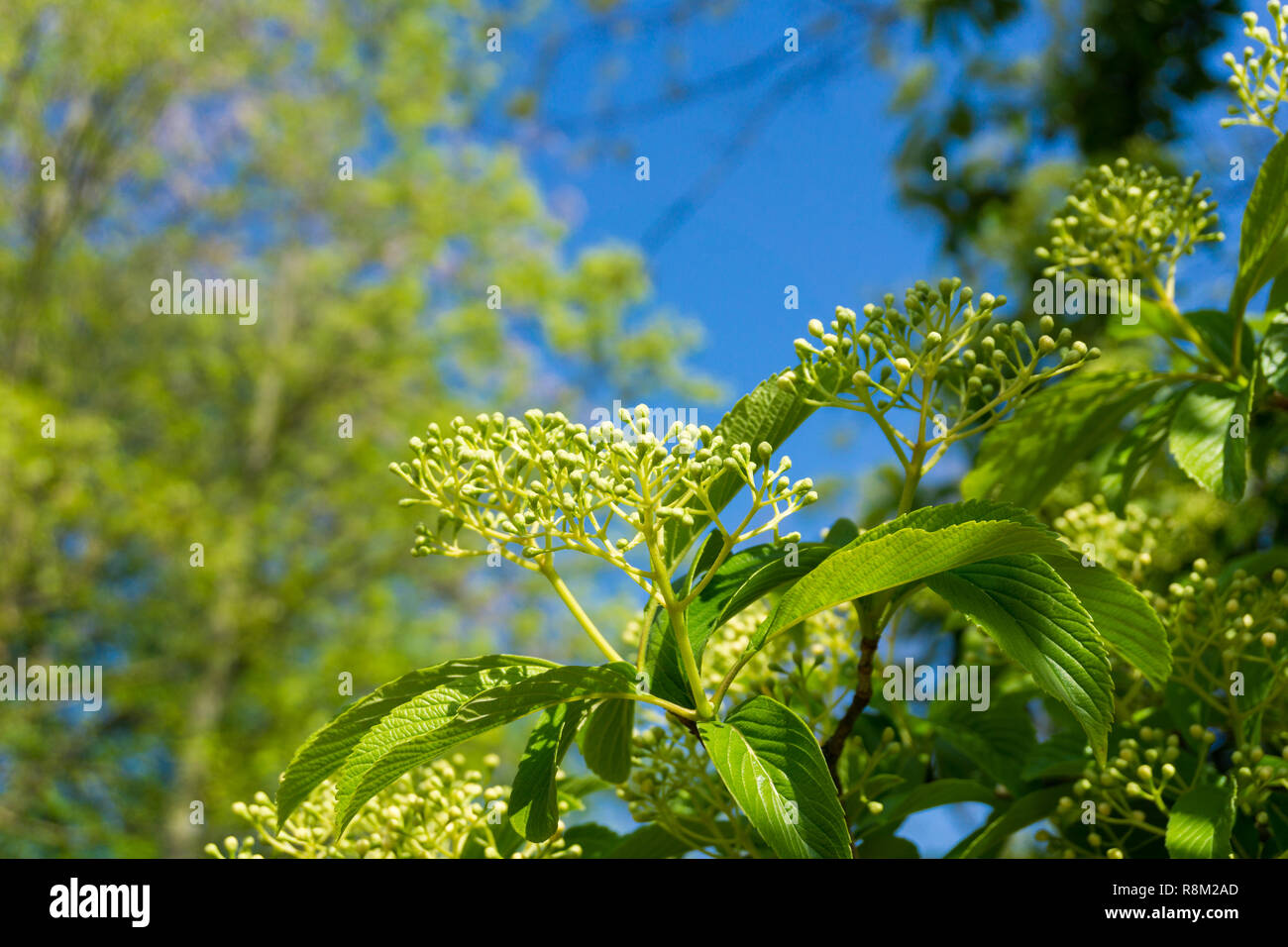Close-up of a flowering Japanese snowball Tree (Viburnum plicatum Stock ...