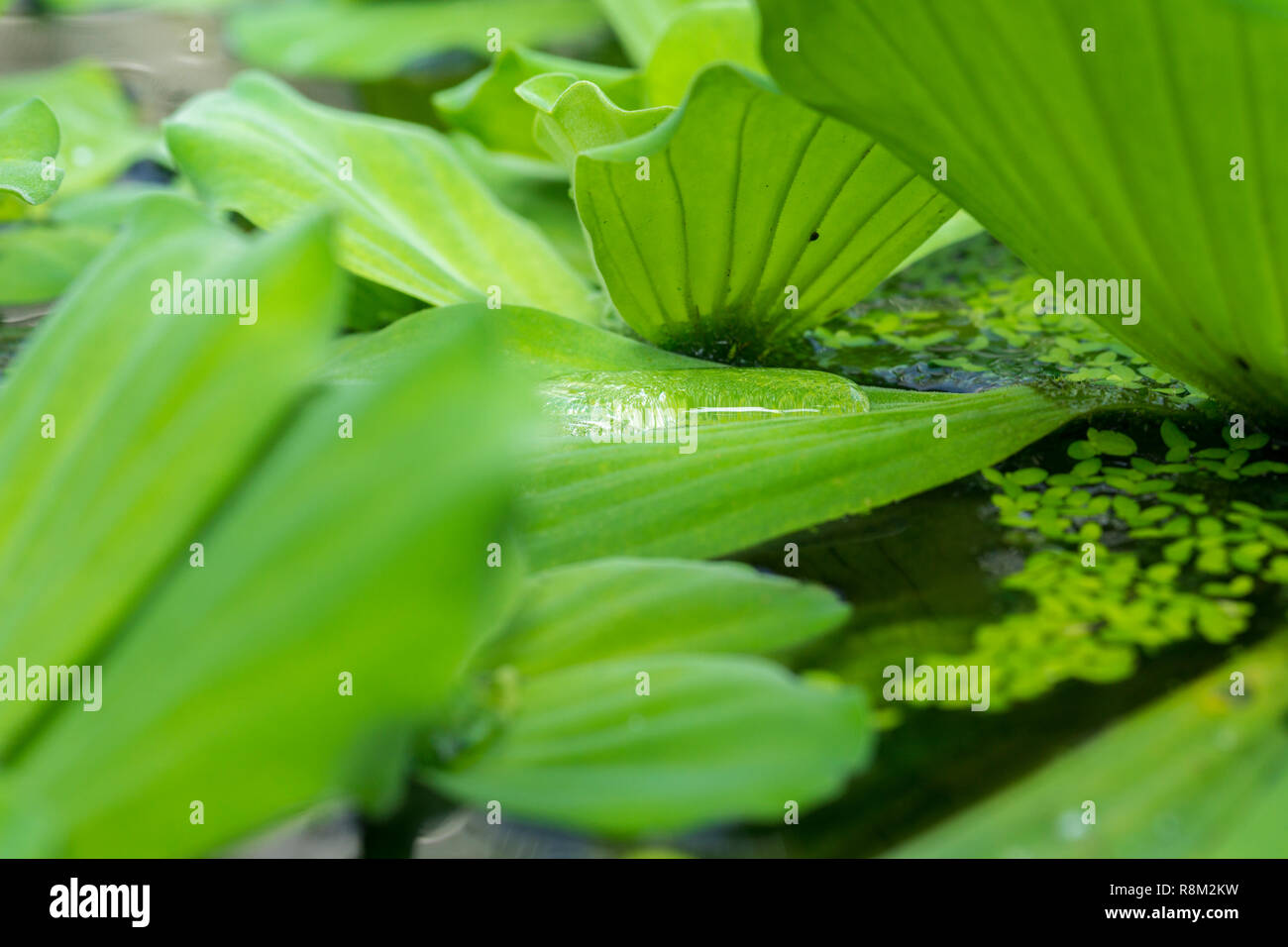 Big lotus leaves hi-res stock photography and images - Alamy