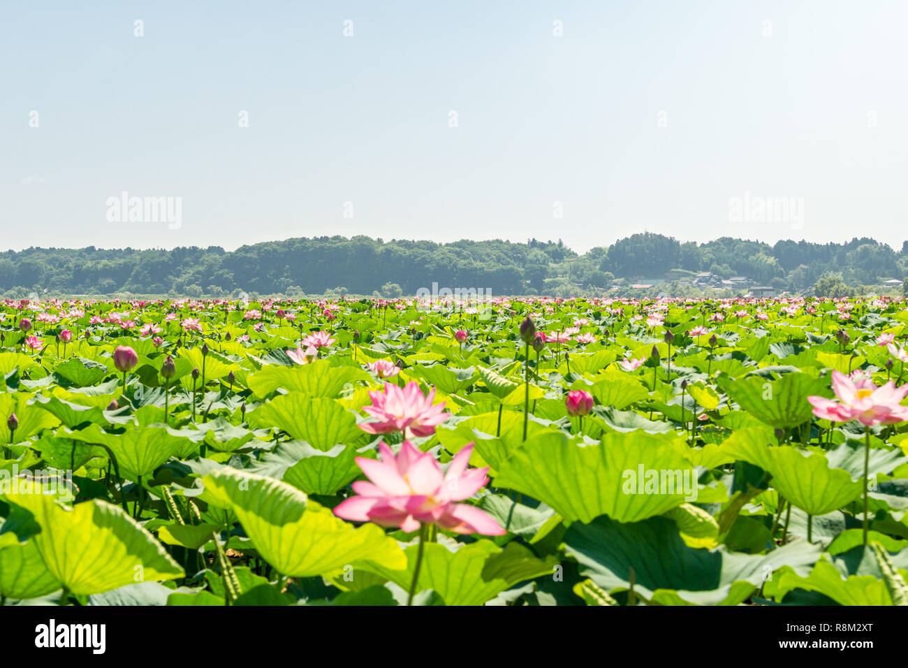 View of the beautiful flowering Pink Lotus Flowers in the Lake Uchinuma ...