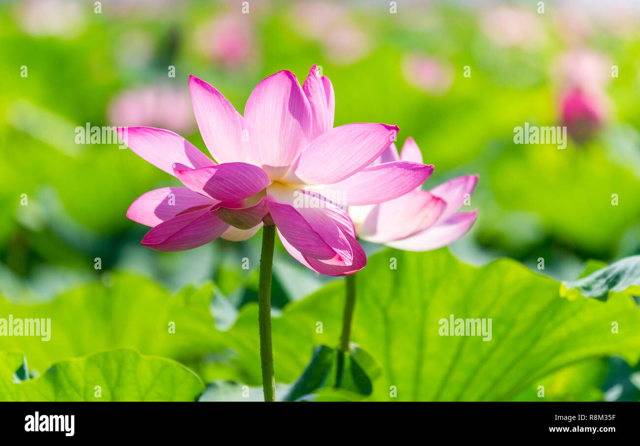 Pink Lotus Flowers