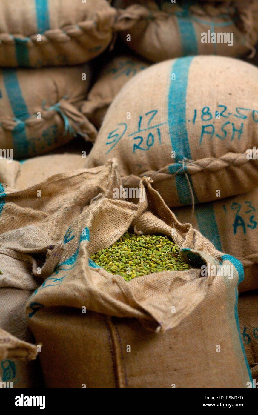 India, Kerala state, Thekkady, spices garden, storage of dried cardamom ...