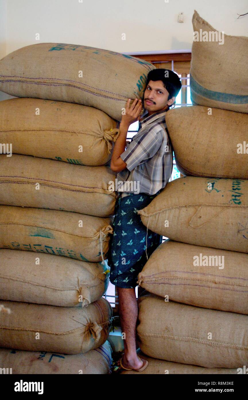 India, Kerala state, Thekkady, spices garden, storage of dried cardamom ...