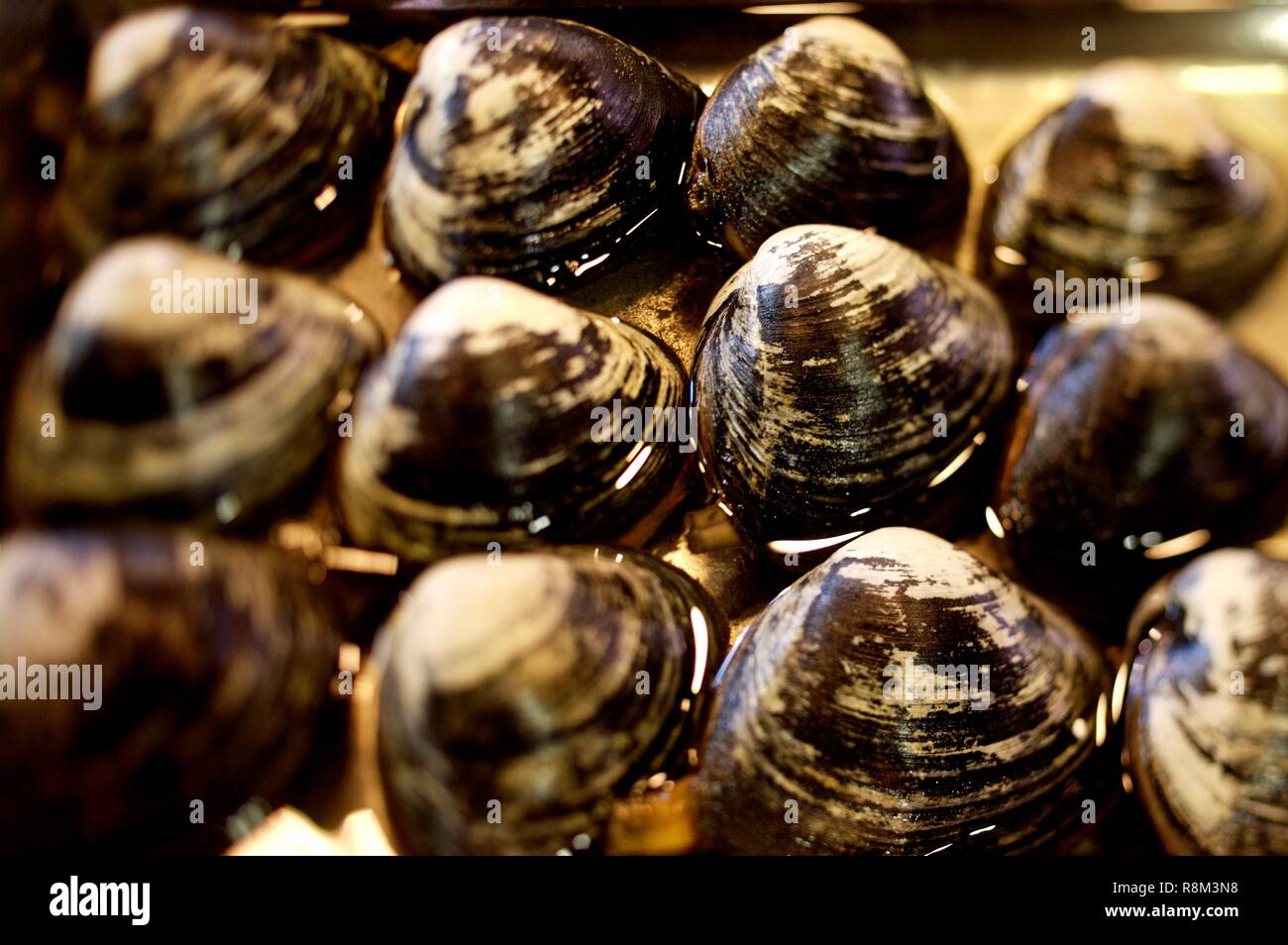 Japan, Tokyo, Tsukjii Fish Market, Seashell Sale Stock Photo - Alamy
