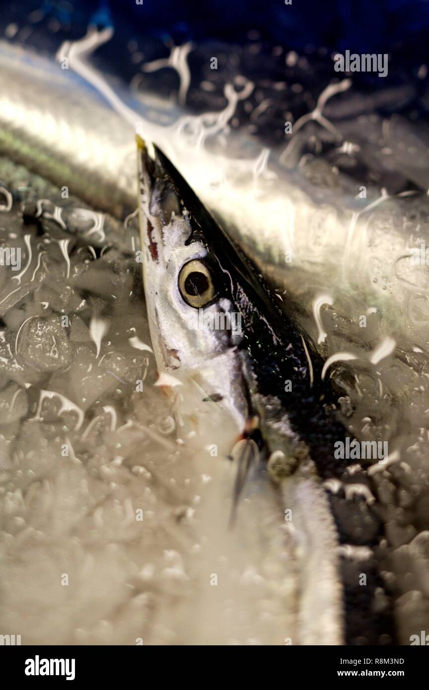 Japan, Tokyo, Tsukjii fish market, fish in the ice Stock Photo - Alamy