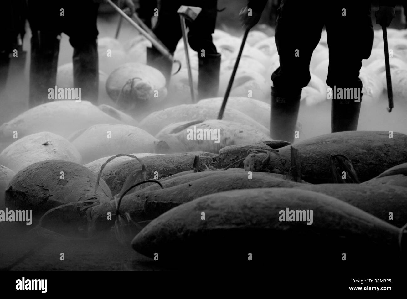 Japan, Tokyo, Tsukjii fish market, sale of frozen tunas Stock Photo - Alamy