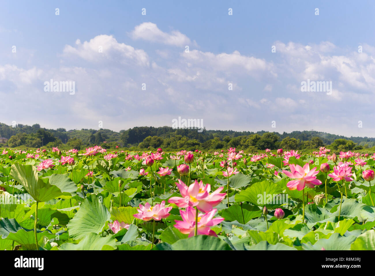 View of the beautiful flowering Pink Lotus Flowers in the Lake Uchinuma ...