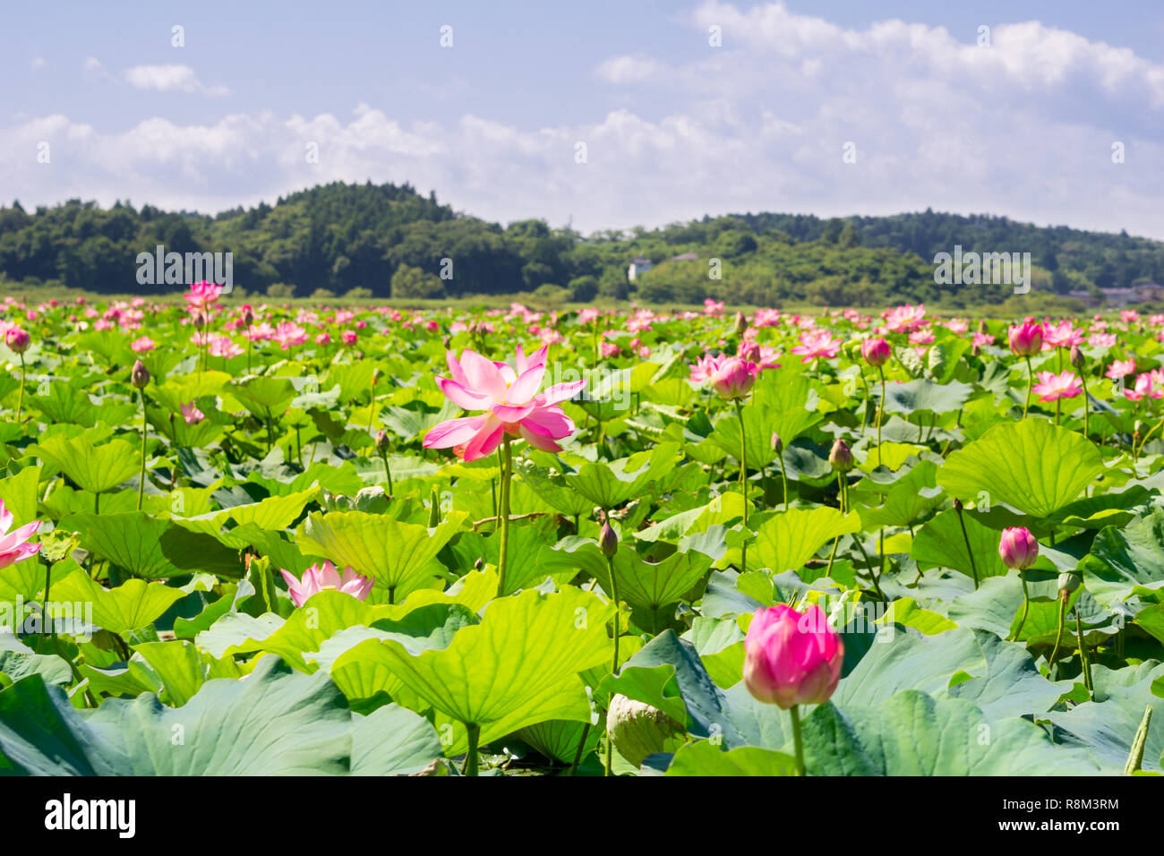 View of the beautiful flowering Pink Lotus Flowers in the Lake Uchinuma ...