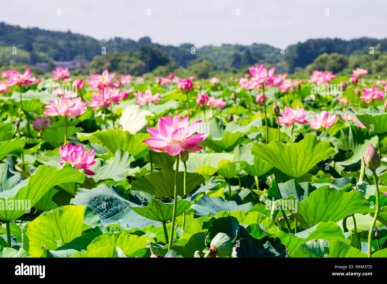 View of the beautiful flowering Pink Lotus Flowers in the Lake Uchinuma ...