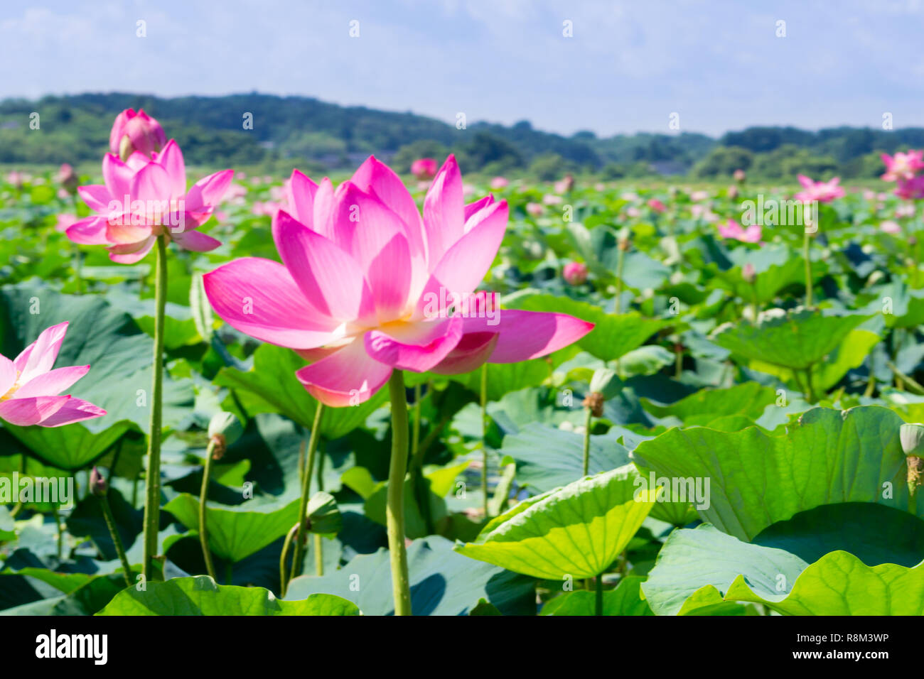 View of the beautiful flowering Pink Lotus Flowers in the Lake Uchinuma ...