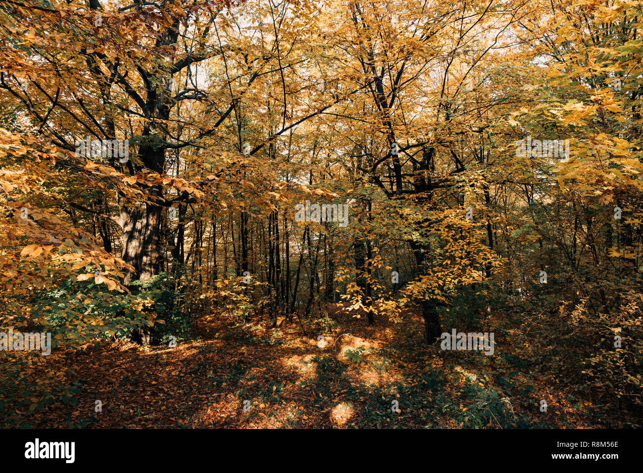 Sunshine in yellow autumn forest with trees Stock Photo - Alamy