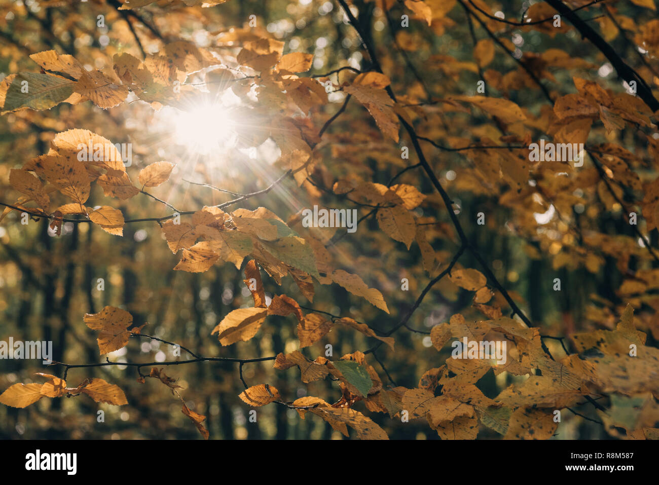 Selective focus of tree branches with sunlight in forest Stock Photo ...