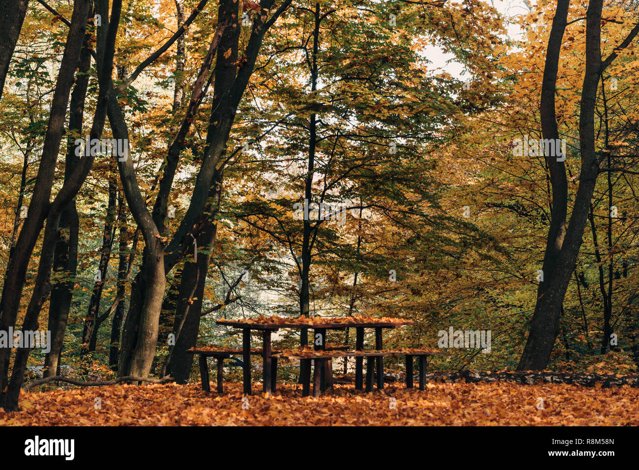 Wooden benches and table in peaceful autumn forest Stock Photo - Alamy