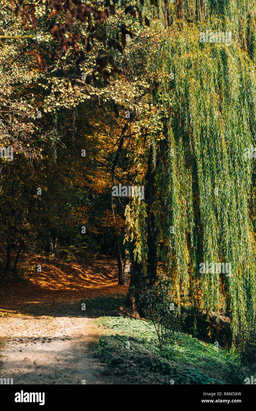 Pathway with sunlight near weeping willow tree in forest Stock Photo ...