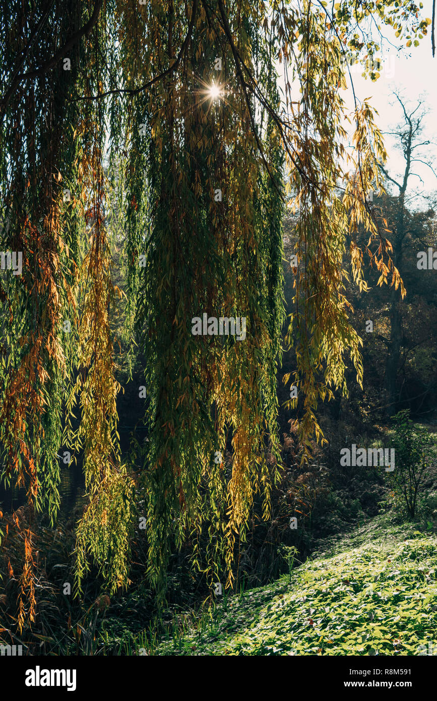 Sunshine through branches of weeping willow tree in forest Stock Photo ...