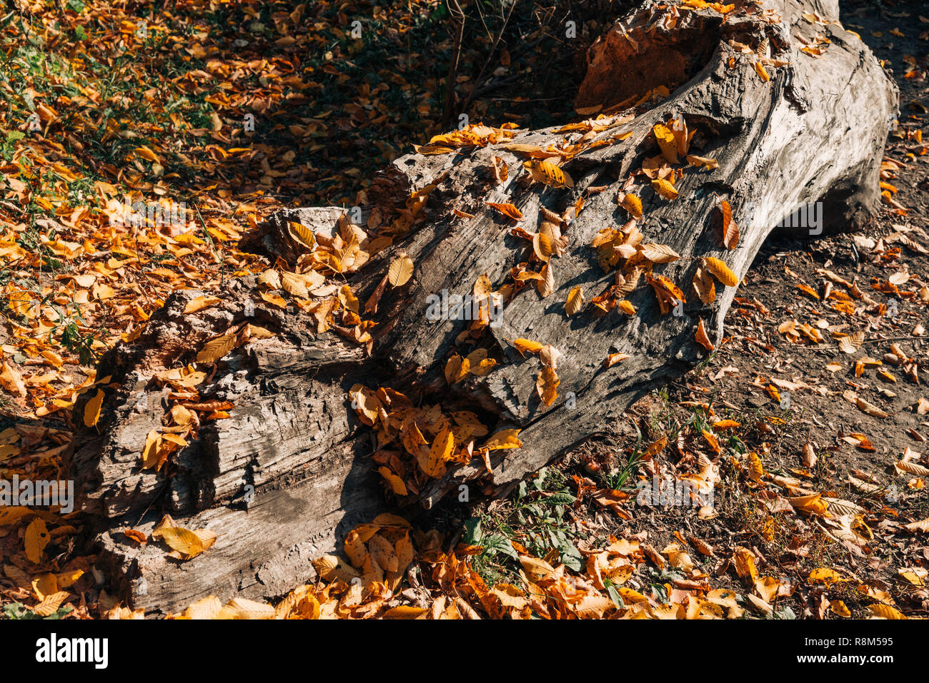 Log near plants hi-res stock photography and images - Alamy