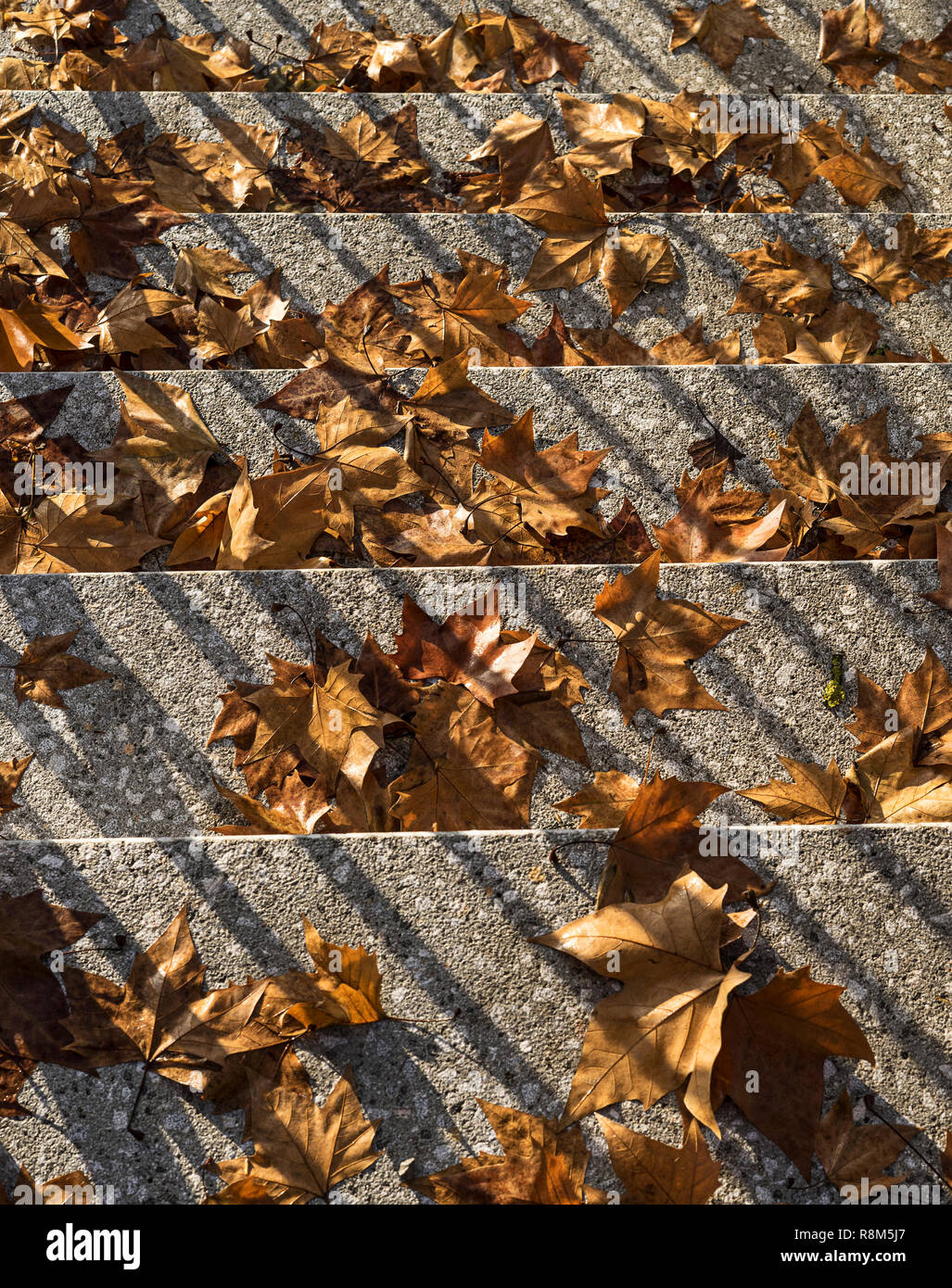 Fallen off leaves on steps symbolizing end of autumn with crossing ...